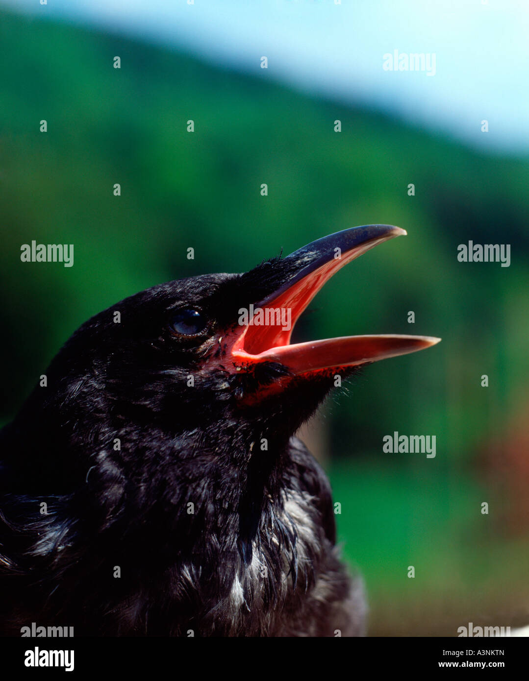 Carrion Crow Stock Photo - Alamy