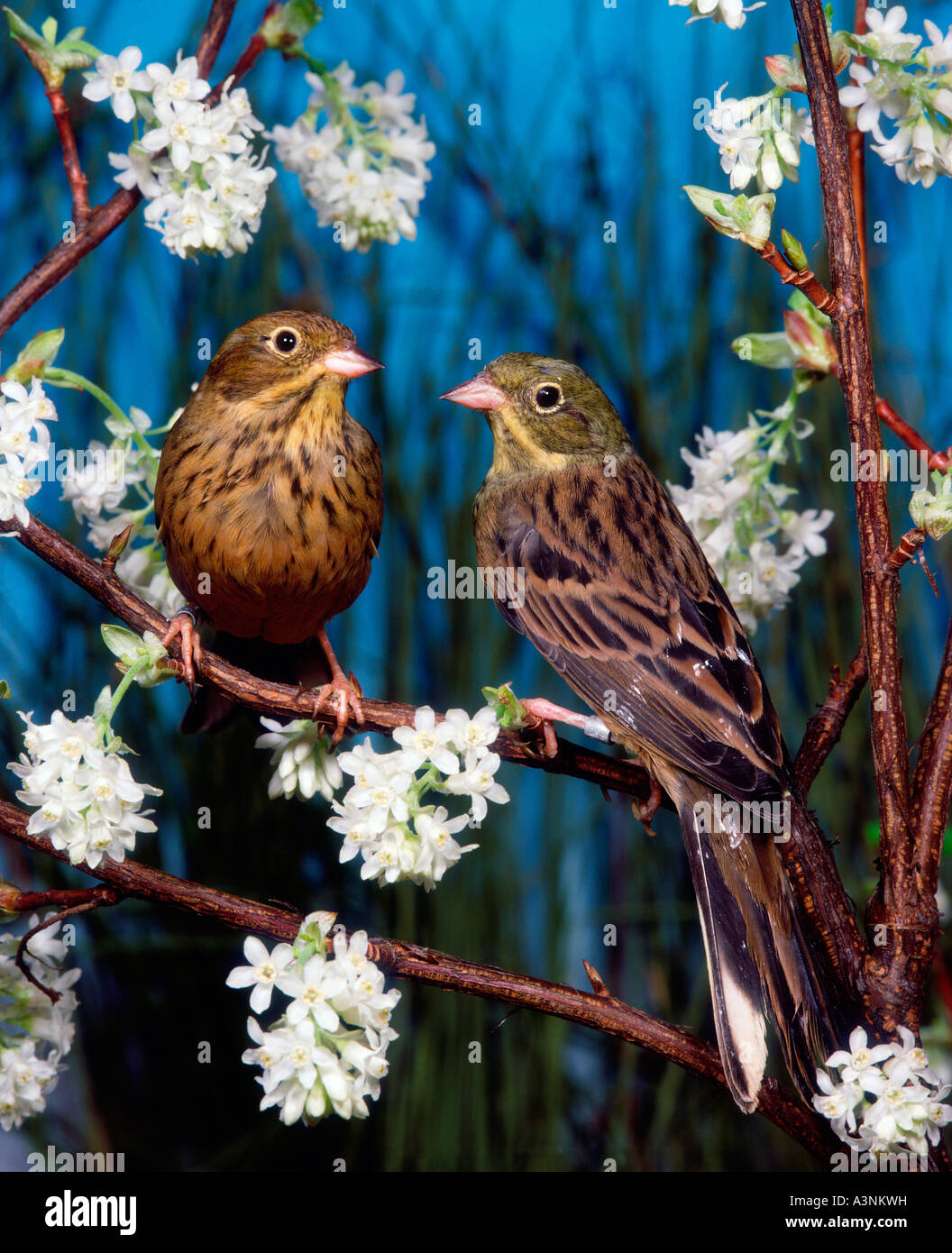 Ortolan Bunting Stock Photo - Alamy