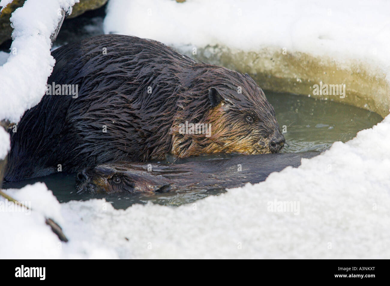 European Beaver Stock Photo - Alamy