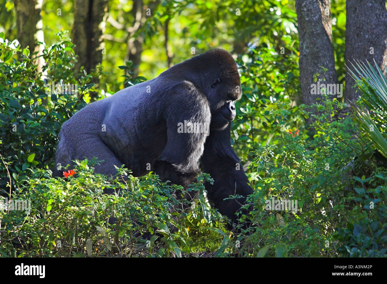 Western Gorilla Stock Photo - Alamy