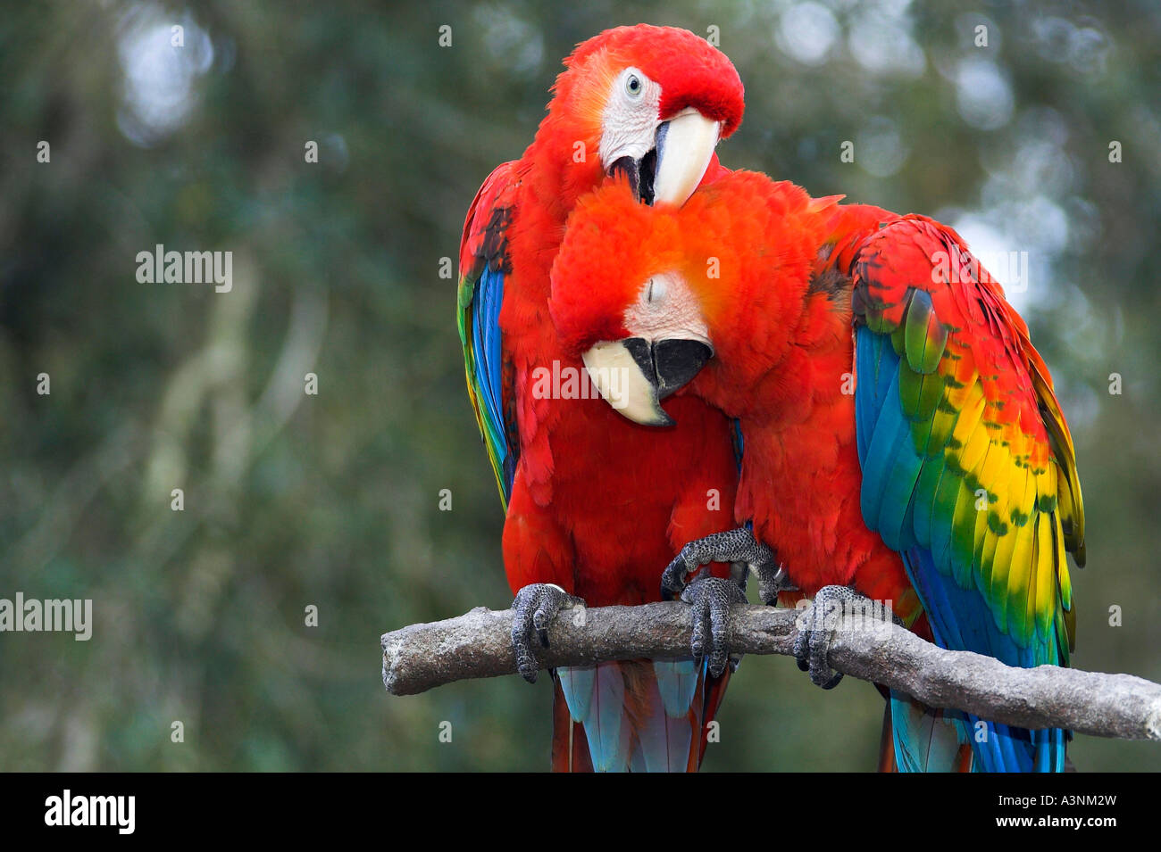 Scarlet Macaw Stock Photo - Alamy