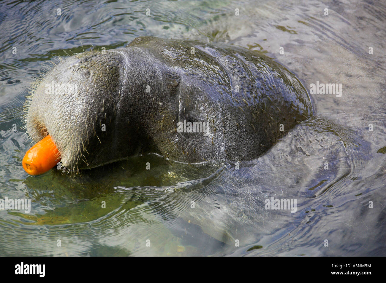 Florida manatee eating hi-res stock photography and images - Alamy