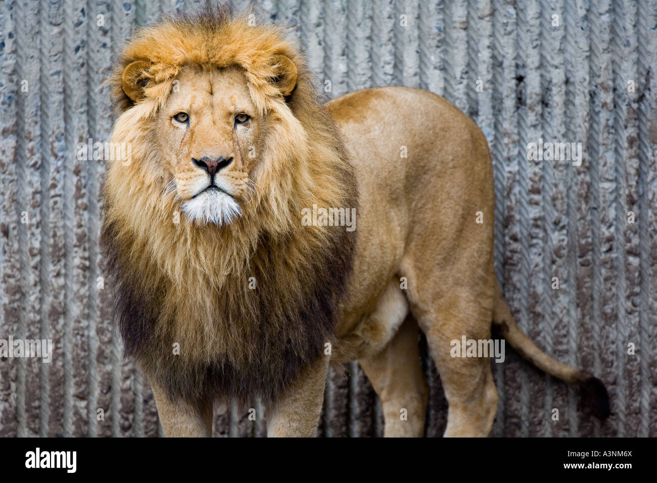 Male lion hi-res stock photography and images - Alamy