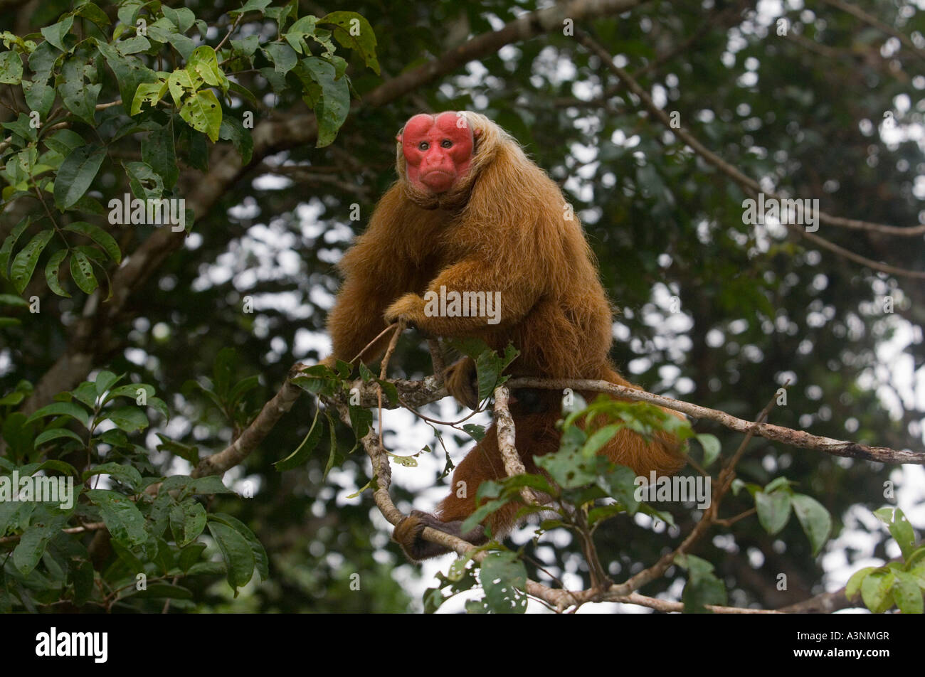 Red Uakari Monkey Stock Photo - Alamy