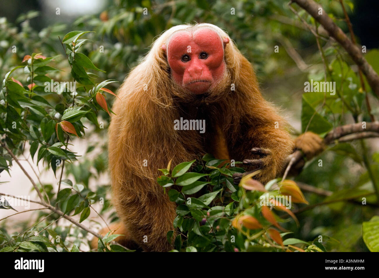 Red Uakari Monkey Stock Photo - Alamy