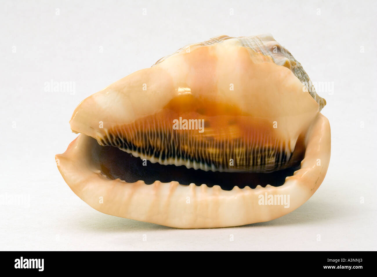 East African conch shell showing teeth on undersurface Mombasa Kenya ...
