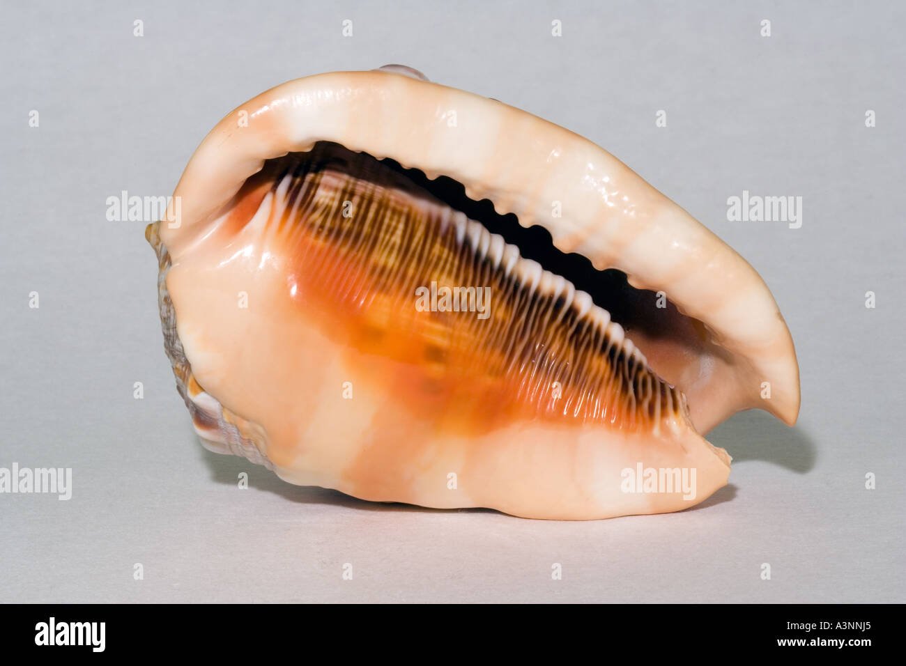East African conch shell showing teeth on undersurface Mombasa Kenya ...