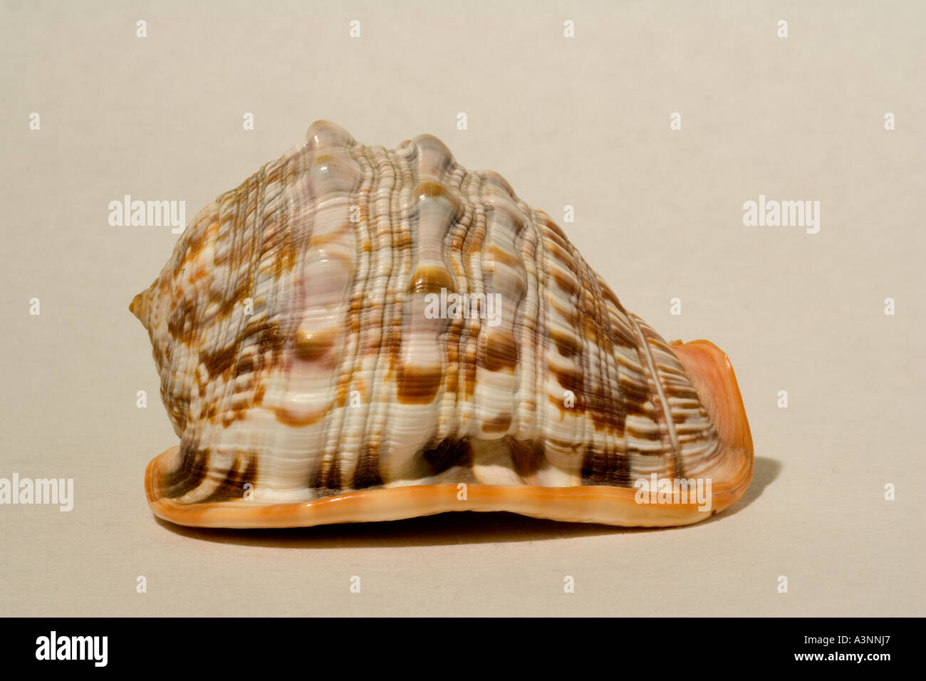 East African conch shell Mombasa Kenya Stock Photo - Alamy