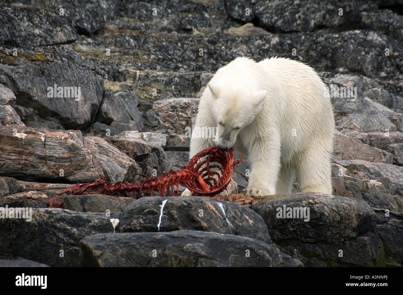 Are There Polar Bears In Labrador