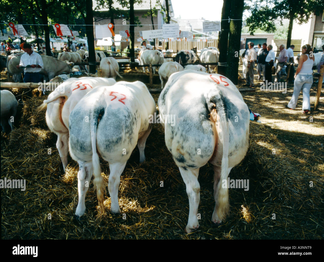 Cows at the cattle market Stock Photo - Alamy