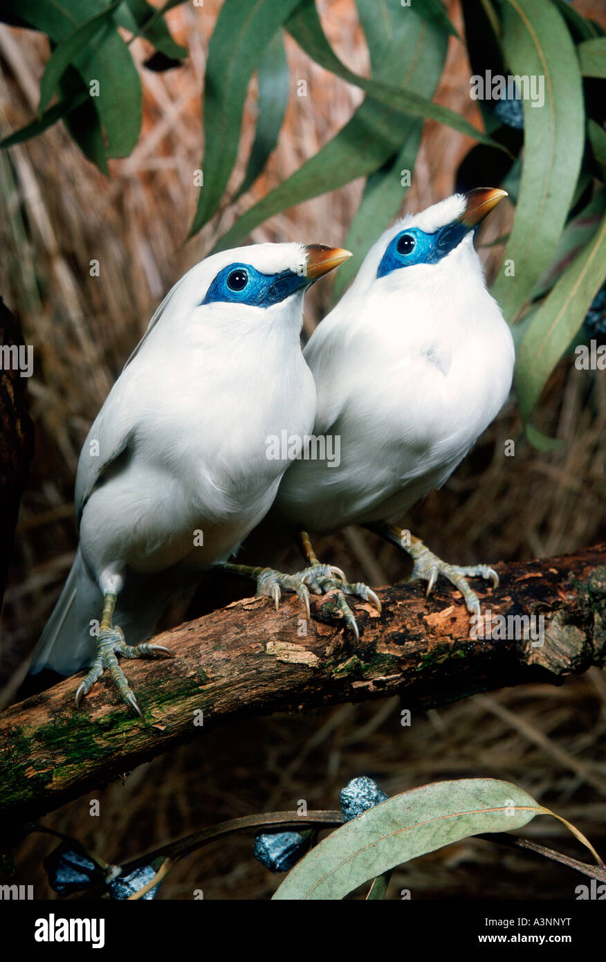 Bali Mynah / Rothschild's Mynah Stock Photo - Alamy