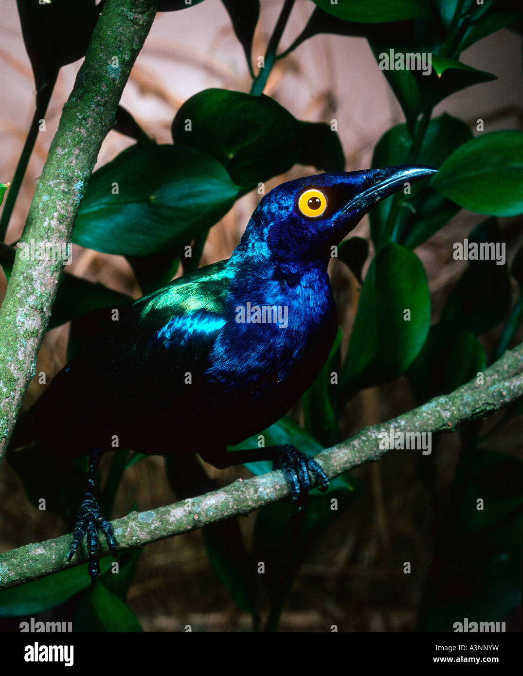 Splendid Glossy Starling Stock Photo - Alamy