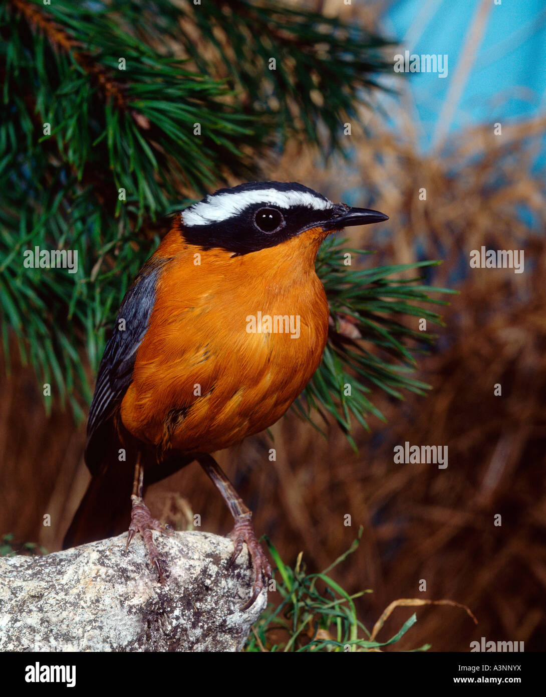 White-browed Robin-chat Stock Photo - Alamy
