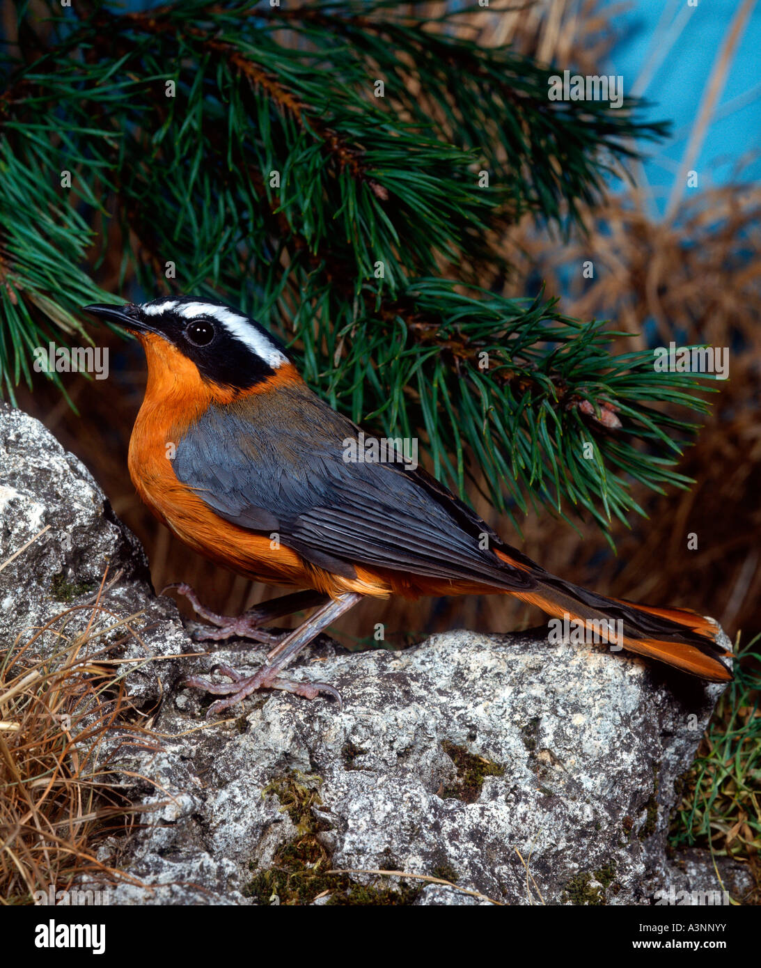 White browed robin chat cossypha heuglini hi-res stock photography and ...