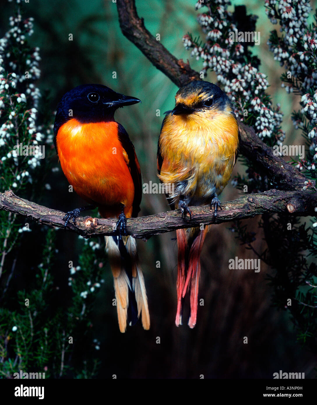 Scarlet minivets hi-res stock photography and images - Alamy