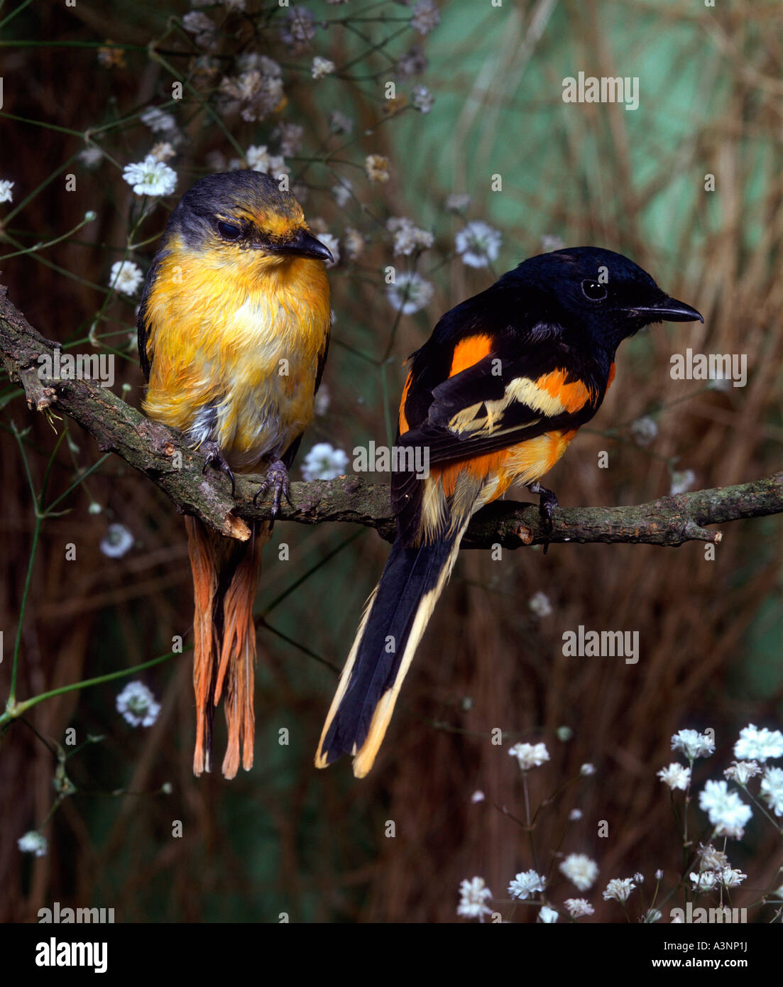 Minivets hi-res stock photography and images - Alamy
