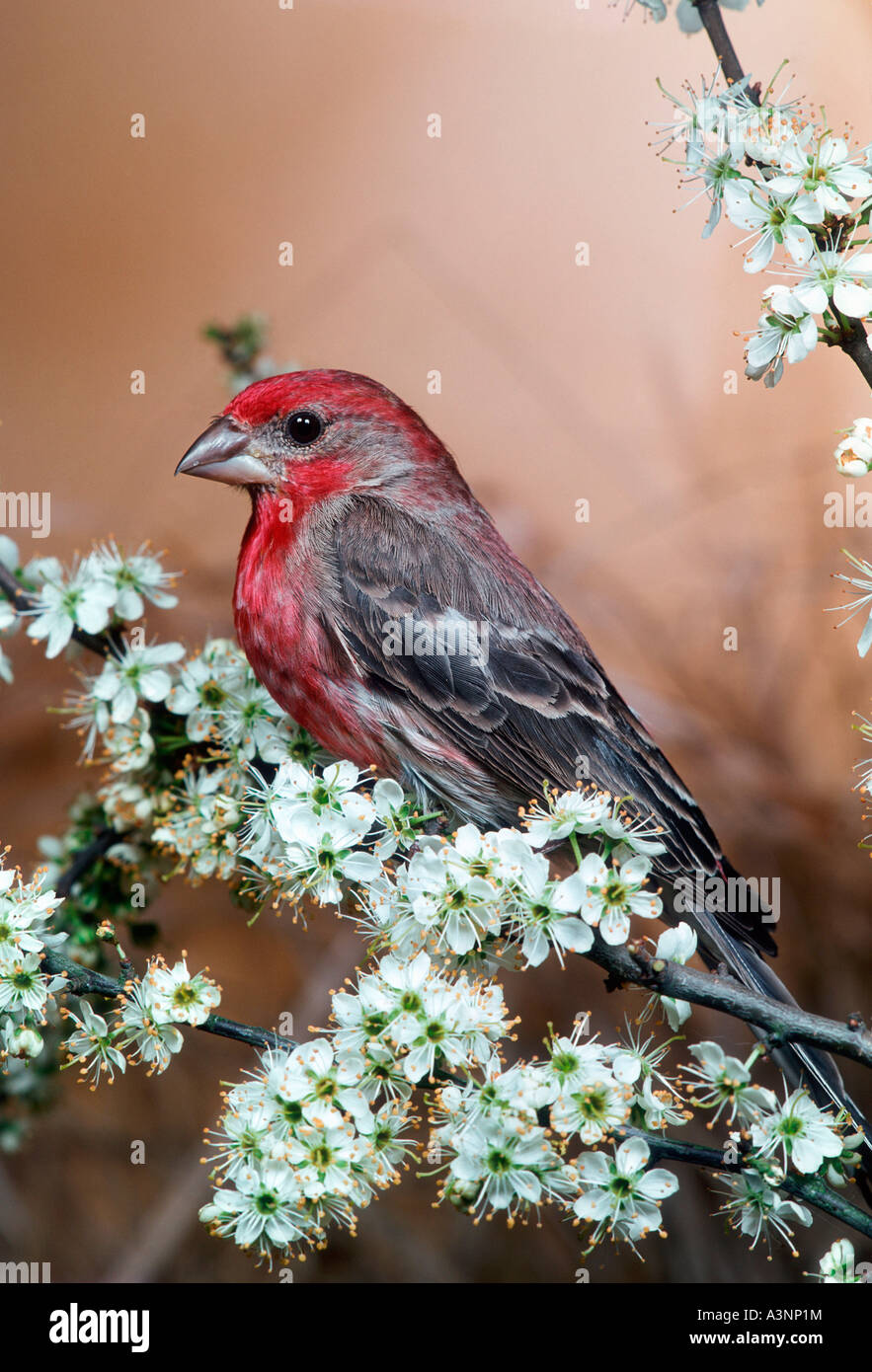 Common rosefinch europe hi-res stock photography and images - Alamy