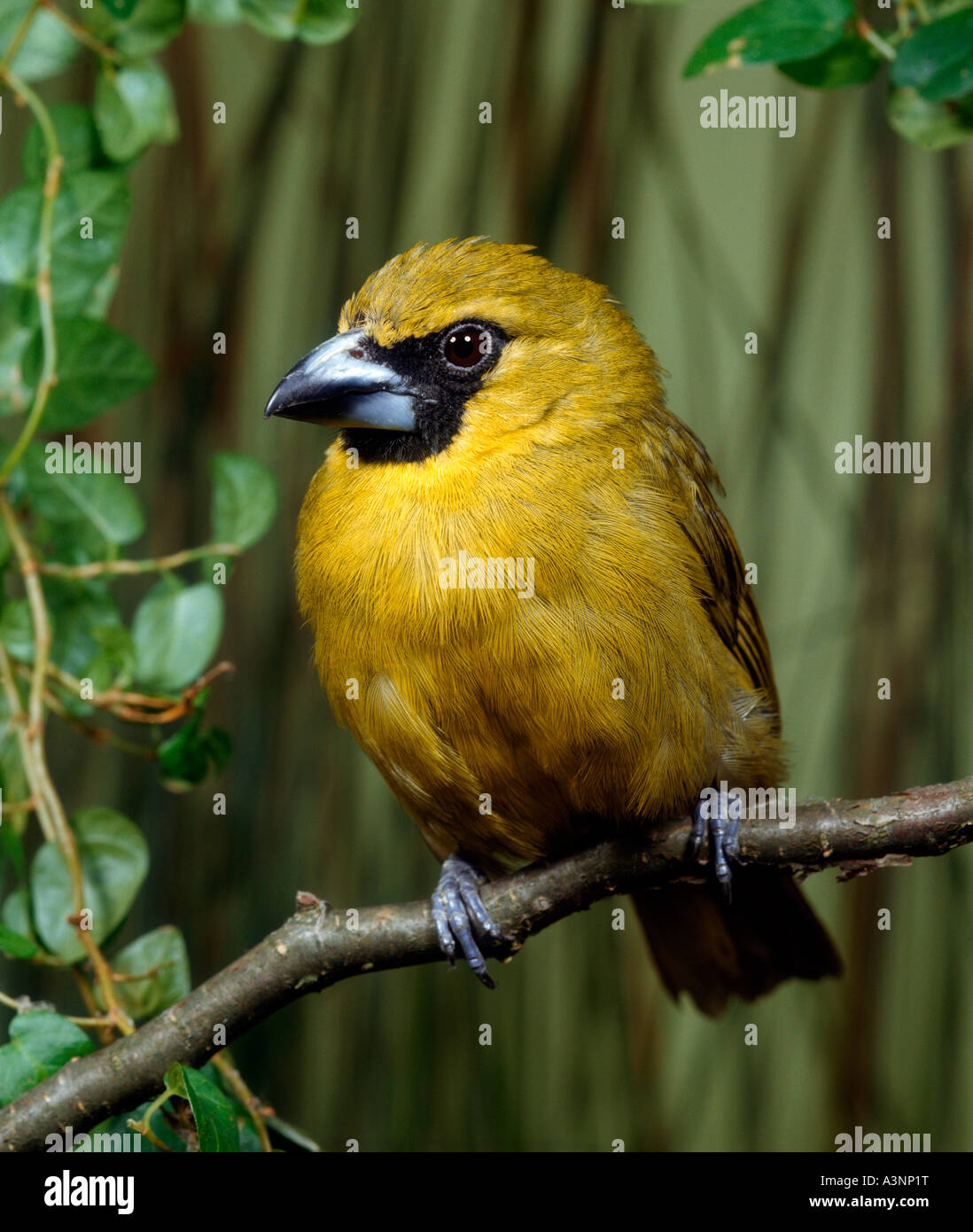 Yellow Cardinal Stock Photo - Alamy