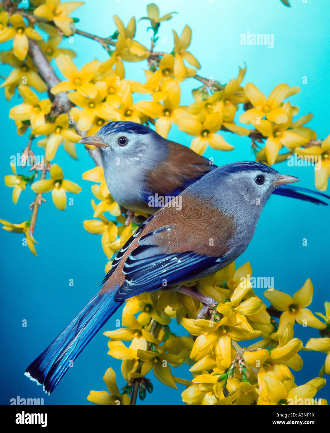 Blue-winged Minla Stock Photo - Alamy