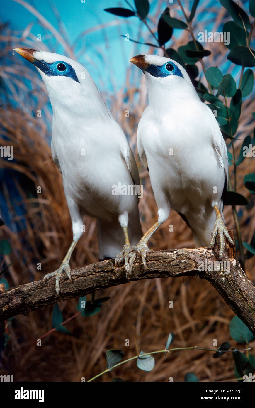 Bali Mynah / Rothschild's Mynah Stock Photo - Alamy