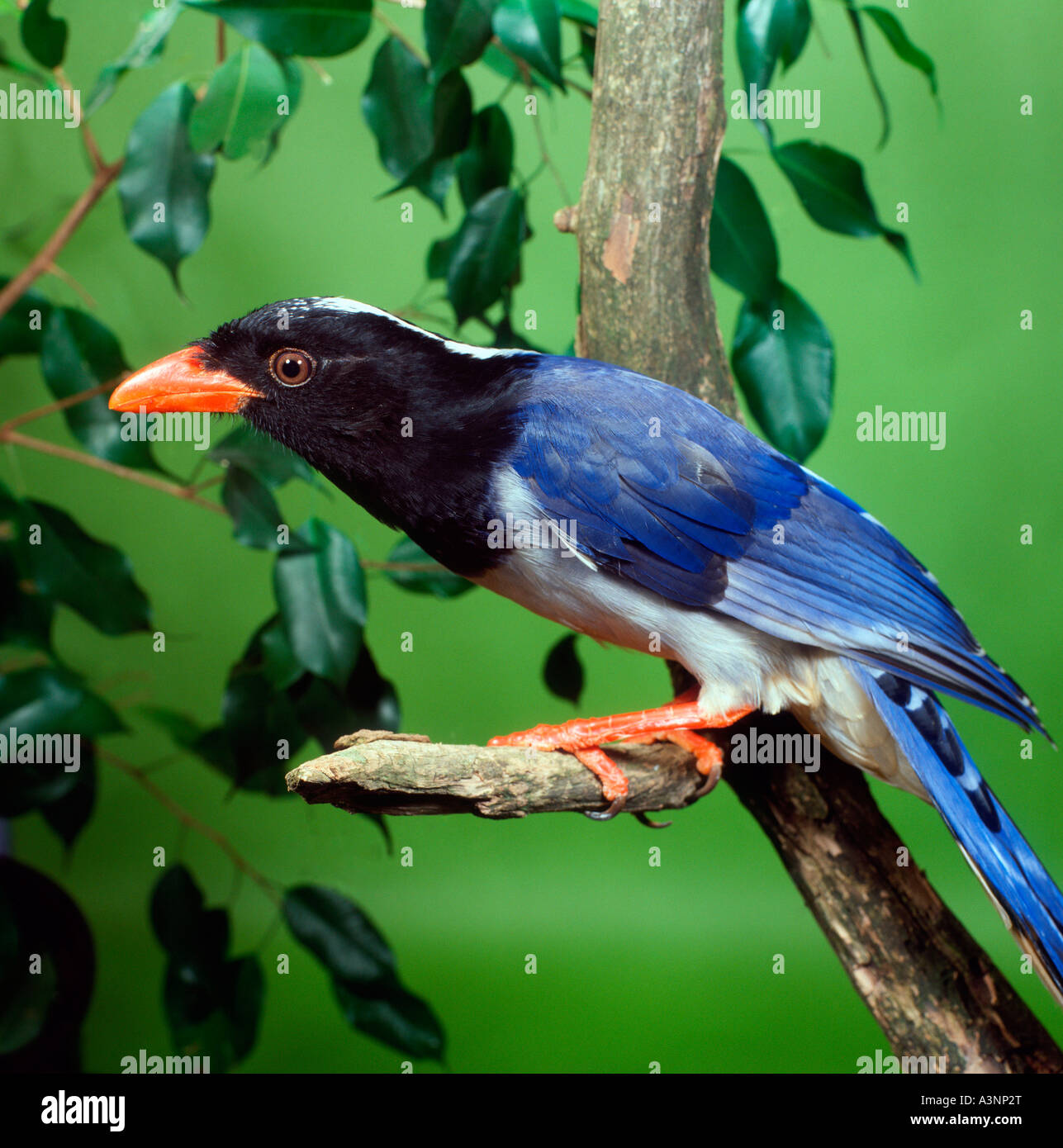 Red-billed Blue Magpie Stock Photo - Alamy