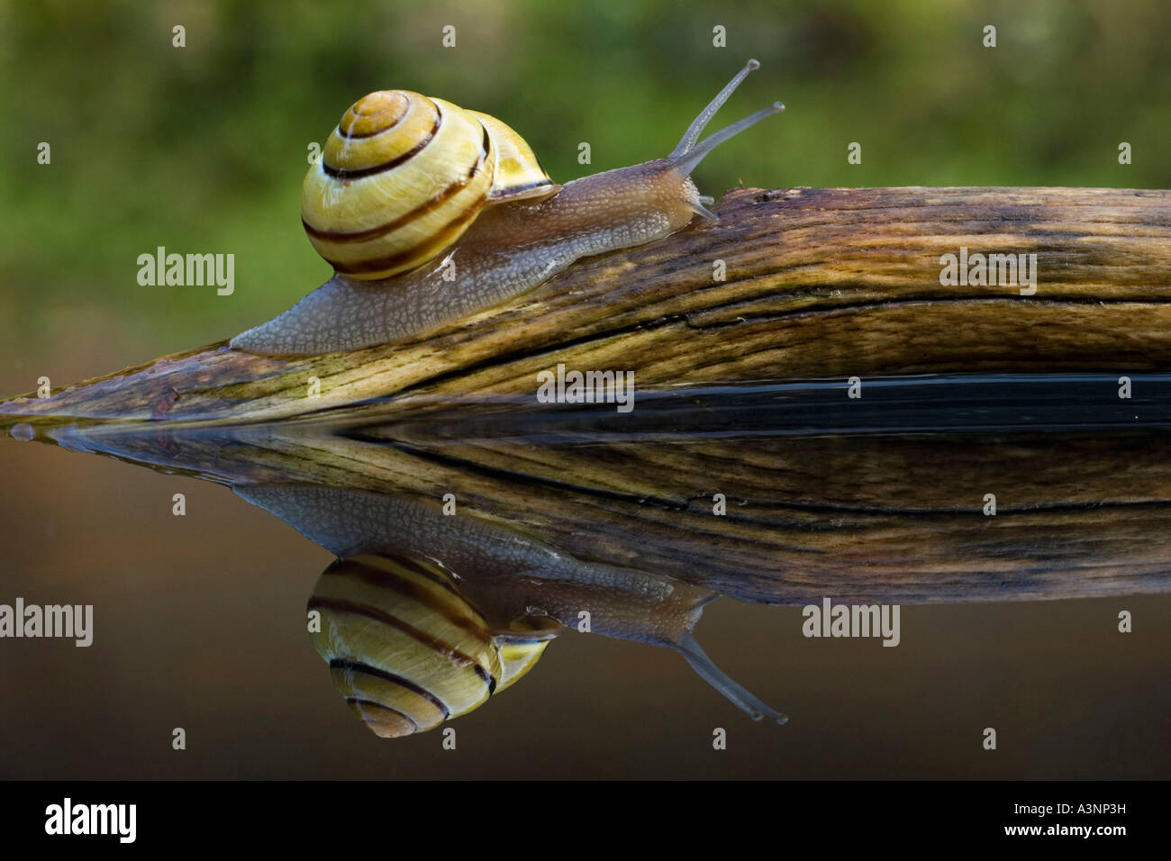 Brown lipped banded snails nemoralis hi-res stock photography and ...