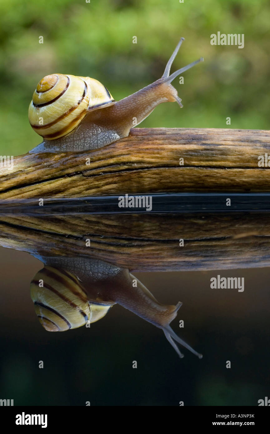 Brown lipped grove banded snails nemoralis hi-res stock photography and ...