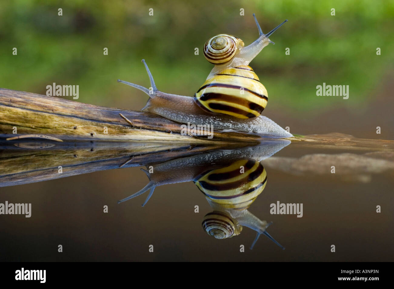 Brown-lipped Snail / Grove Snail Stock Photo - Alamy