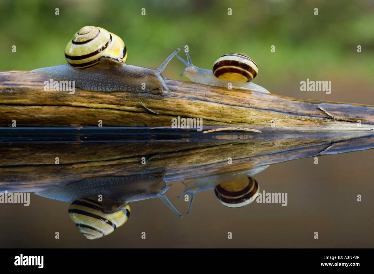 Brown lipped grove banded snails nemoralis hi-res stock photography and ...