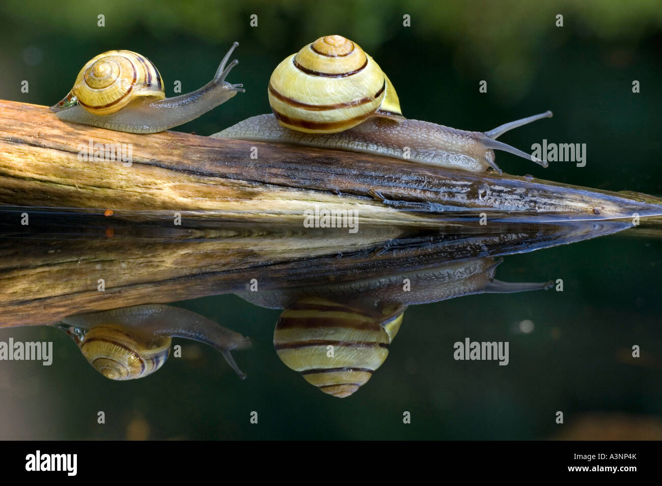 Brown-lipped Snail / Grove Snail Stock Photo - Alamy