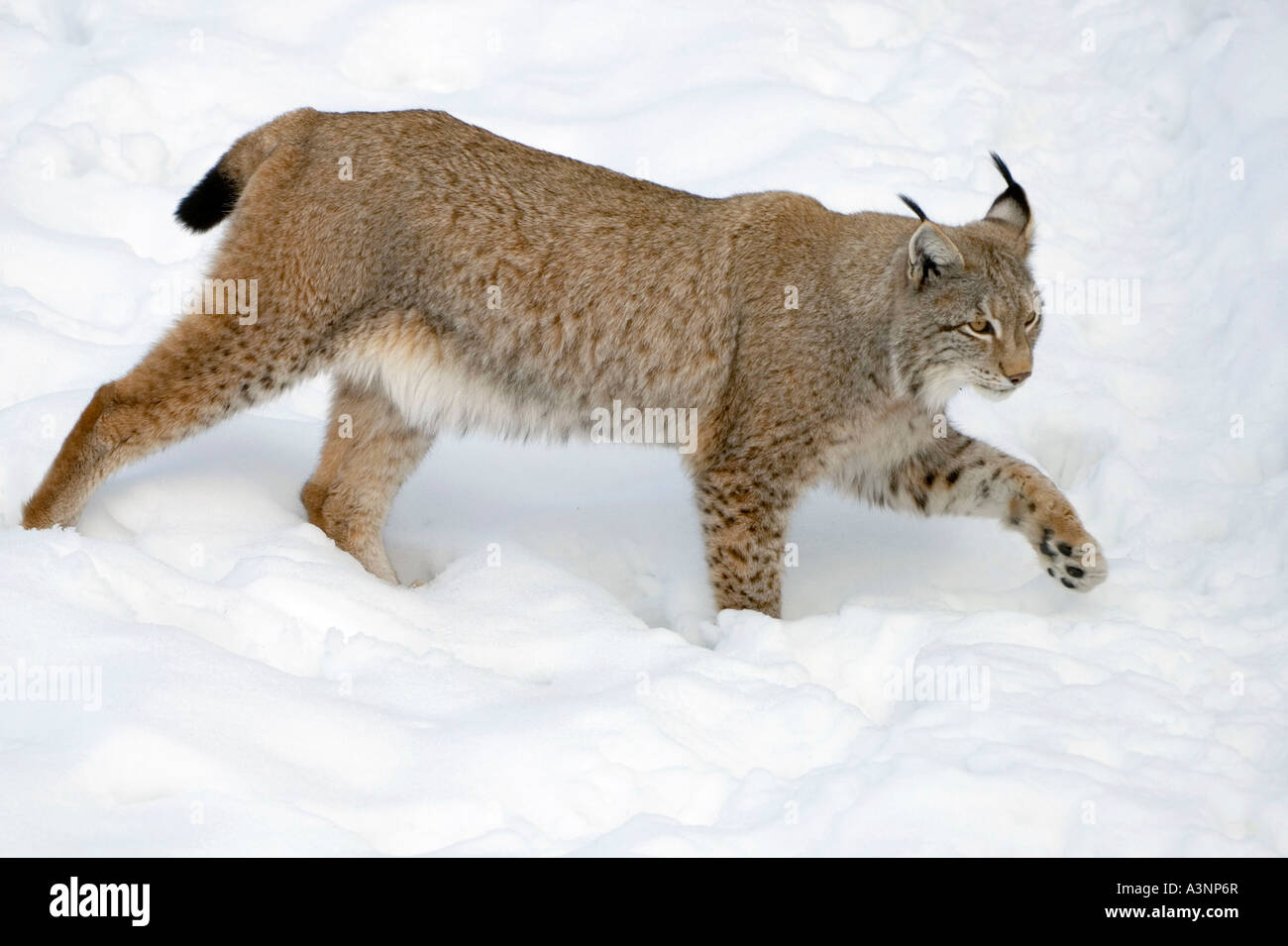 European Lynx Stock Photo - Alamy