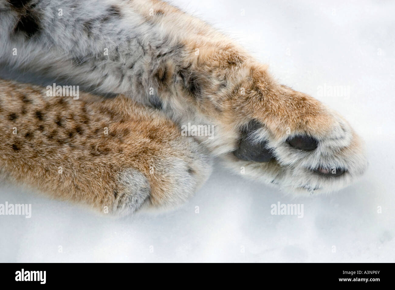 Lynx Feet High Resolution Stock Photography and Images - Alamy