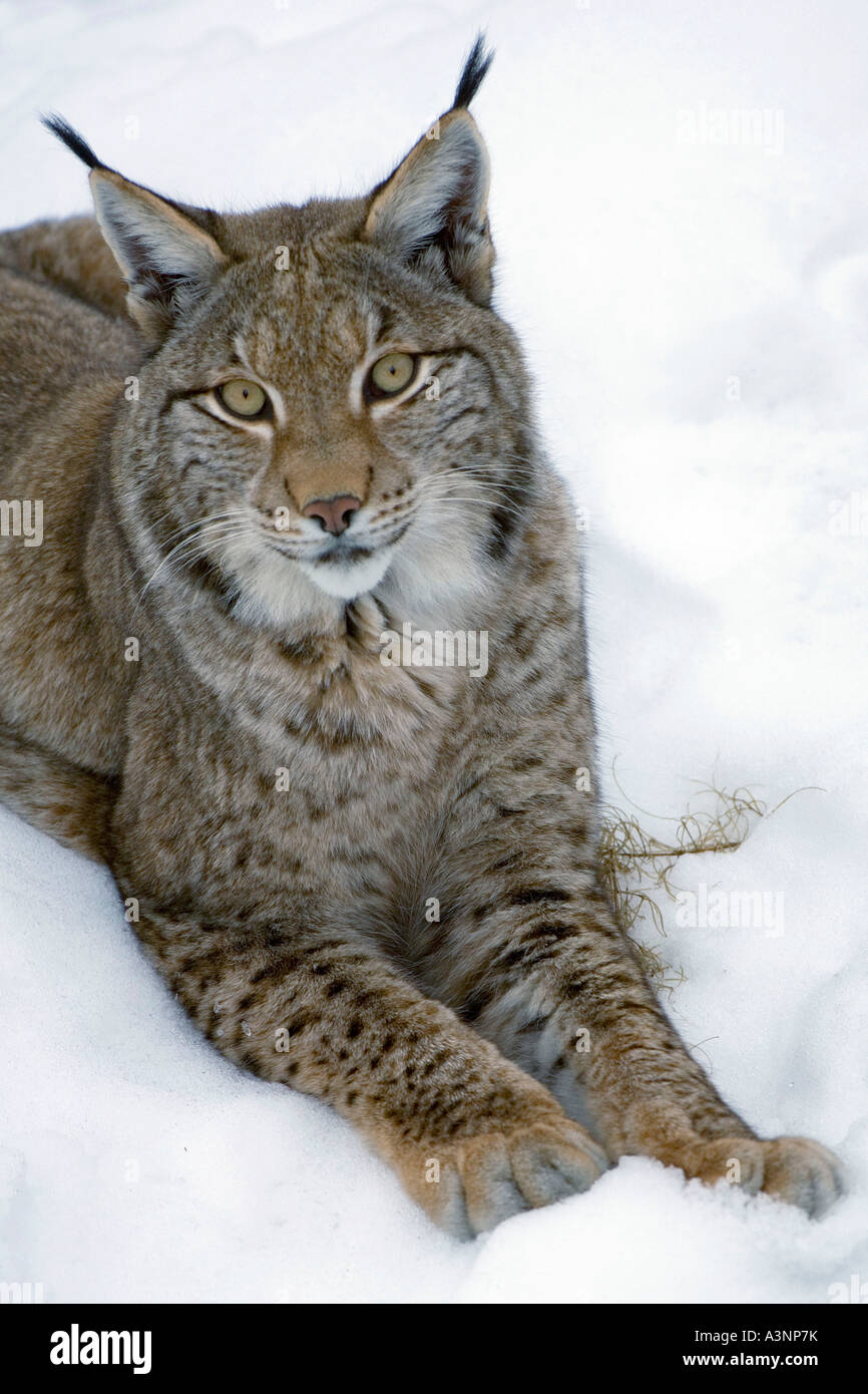 European Lynx Stock Photo - Alamy