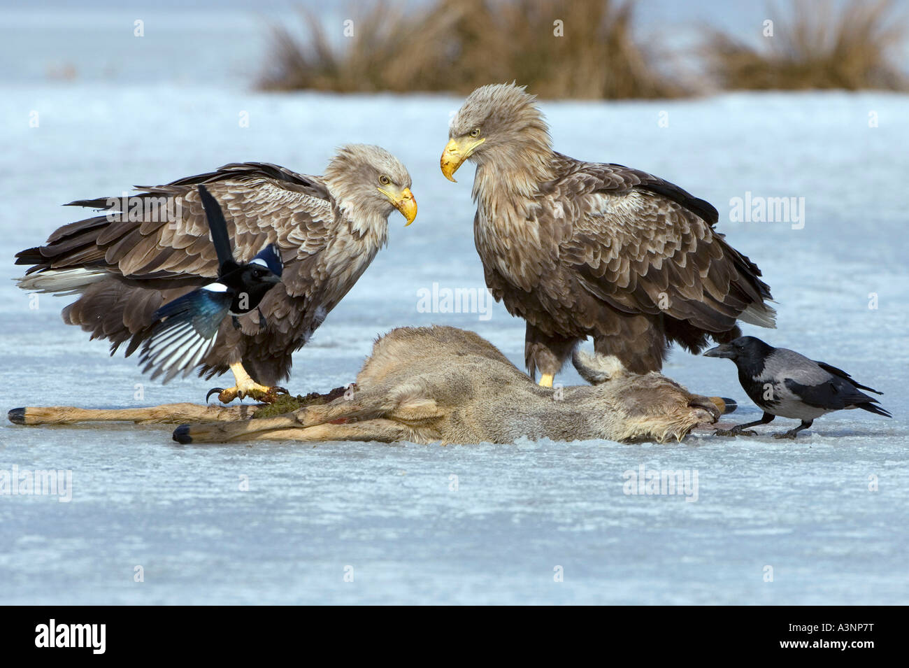 White-tailed Sea Eagle Stock Photo - Alamy