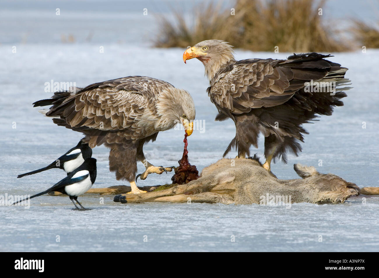 White tailed sea eagle deer hi-res stock photography and images - Alamy