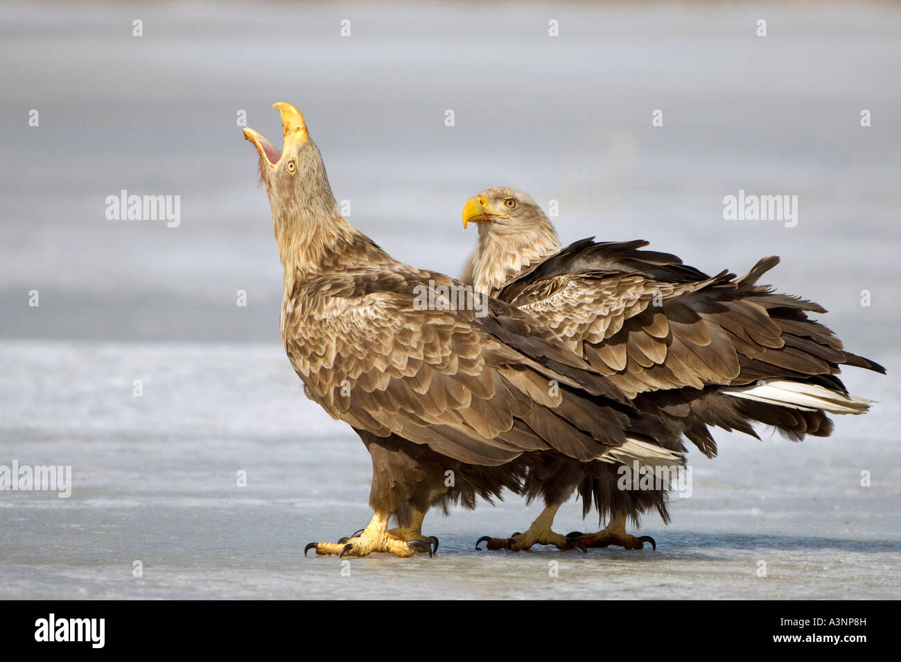 White-tailed Sea Eagle Stock Photo - Alamy
