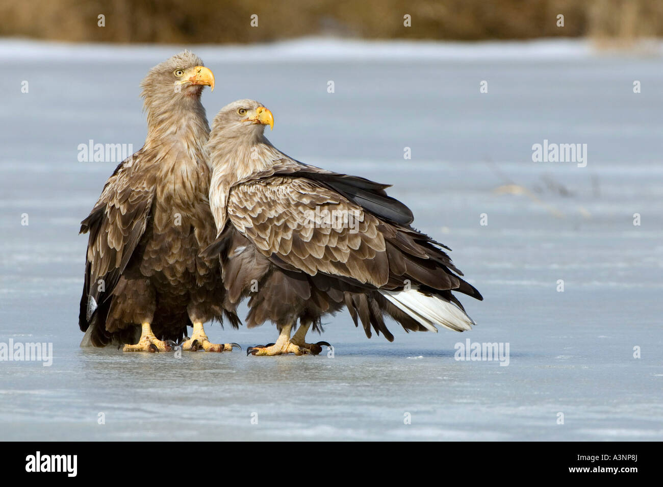 Pair of white tailed eagles hi-res stock photography and images - Alamy