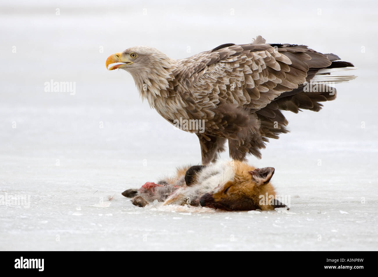 Standing white tailed eagle hi-res stock photography and images - Alamy
