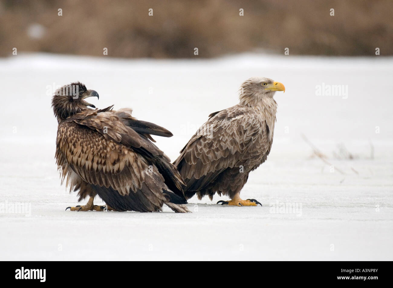 White-tailed Sea Eagle Stock Photo - Alamy
