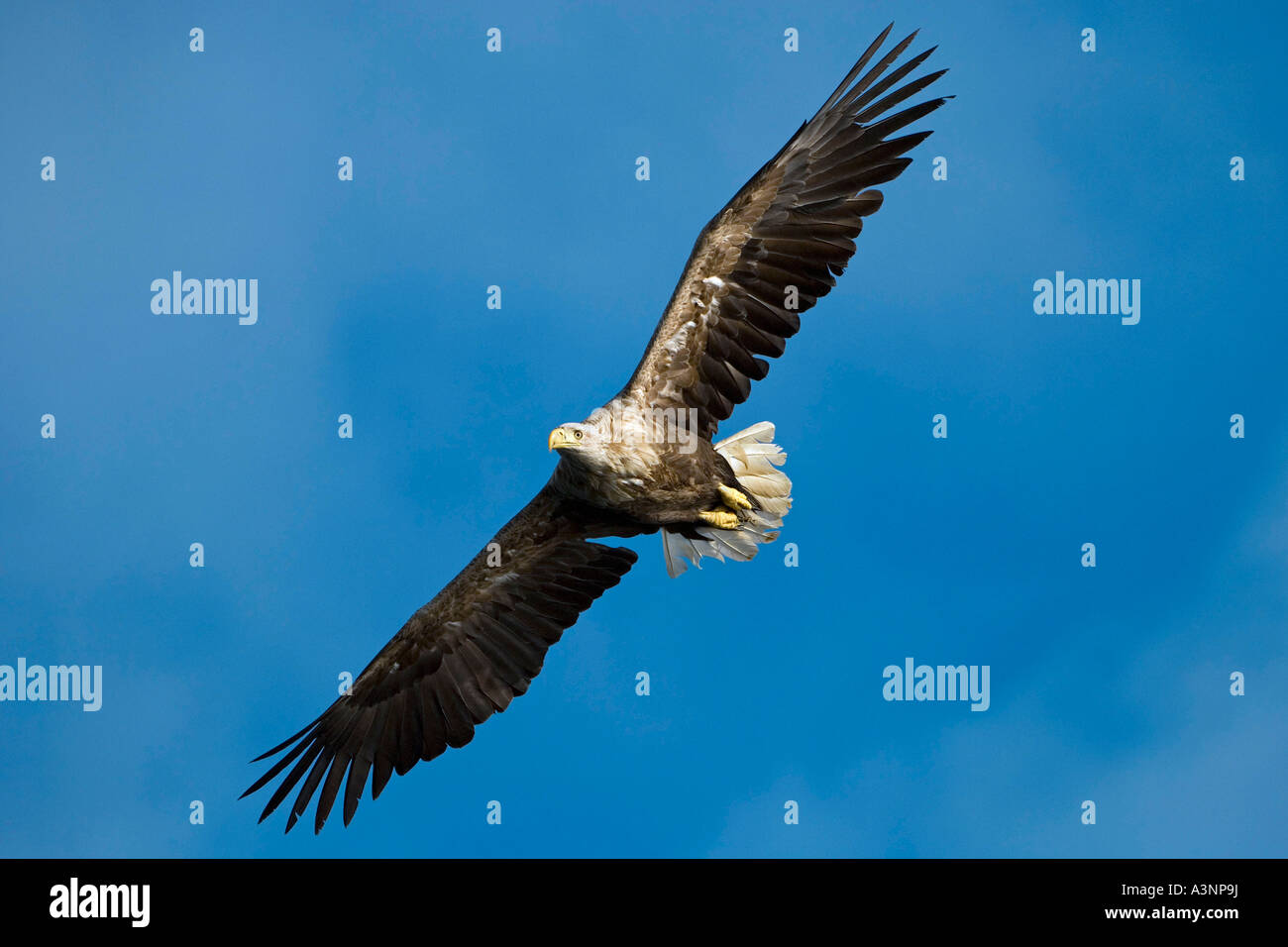 White-tailed Sea Eagle Stock Photo - Alamy
