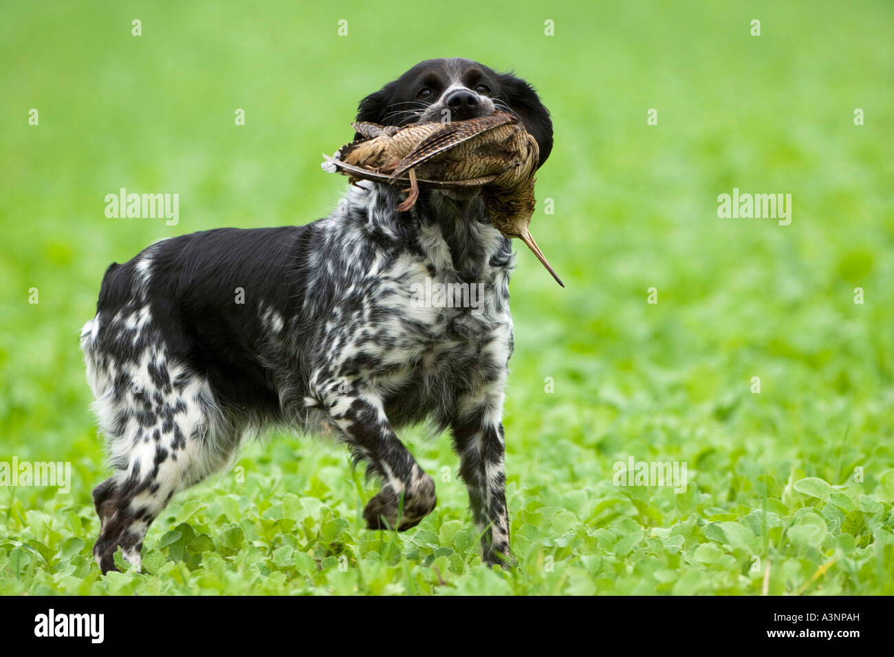 Epagneul Breton Stock Photo - Alamy