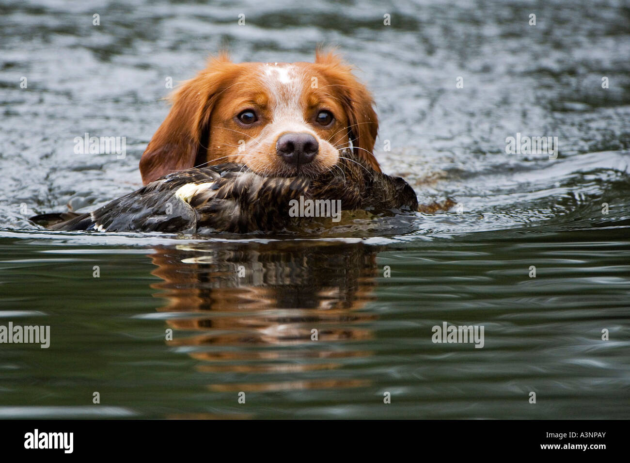 Epagneul Breton Stock Photo - Alamy