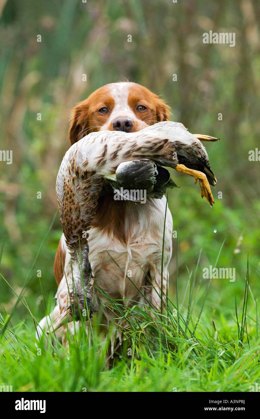 Epagneul Breton Stock Photo - Alamy