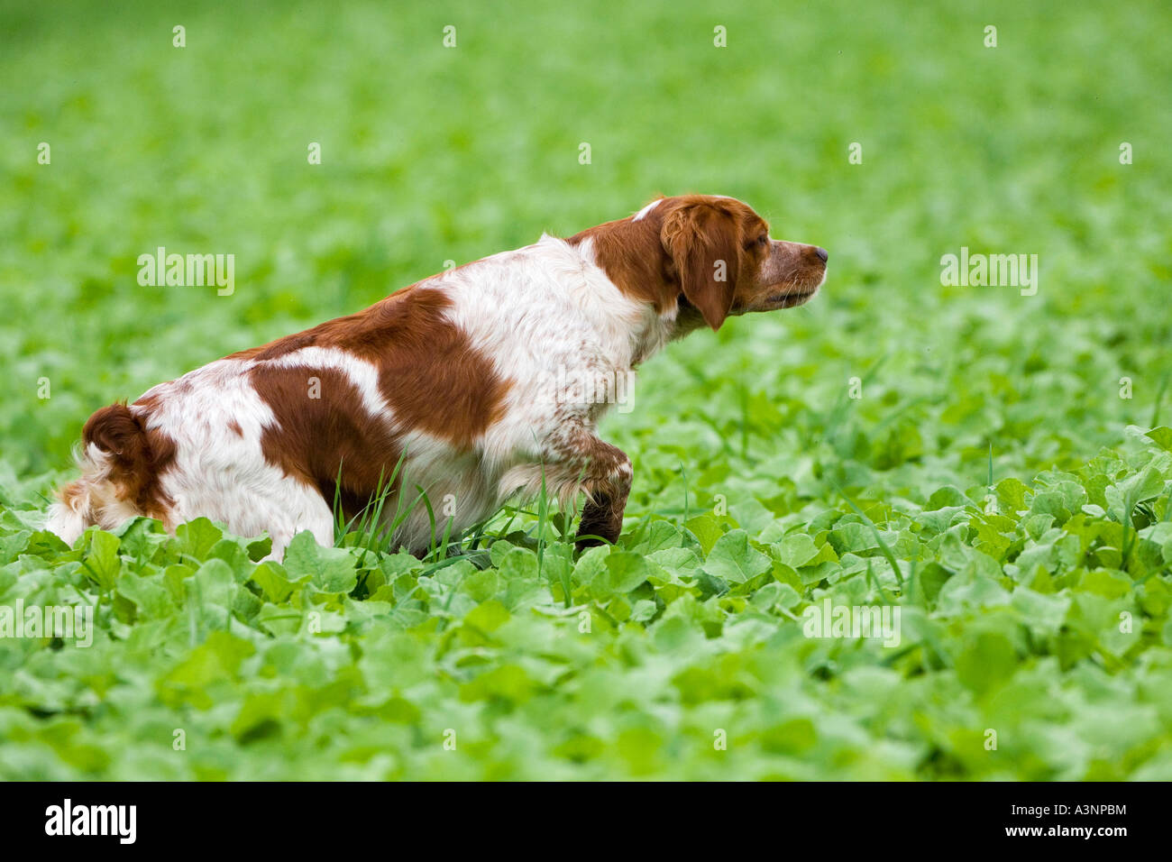 Epagneul Breton Stock Photo - Alamy