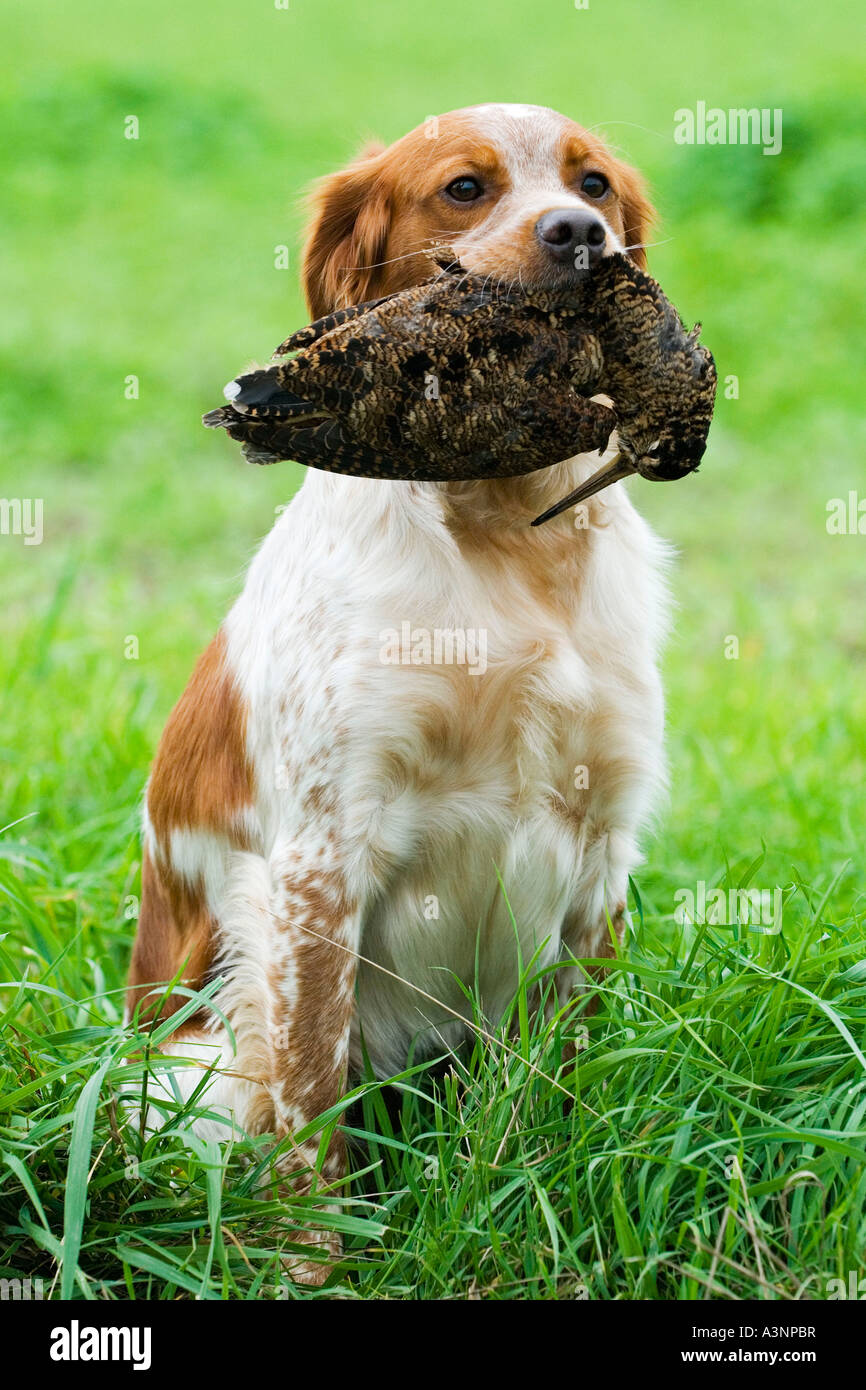 Epagneul Breton Stock Photo - Alamy