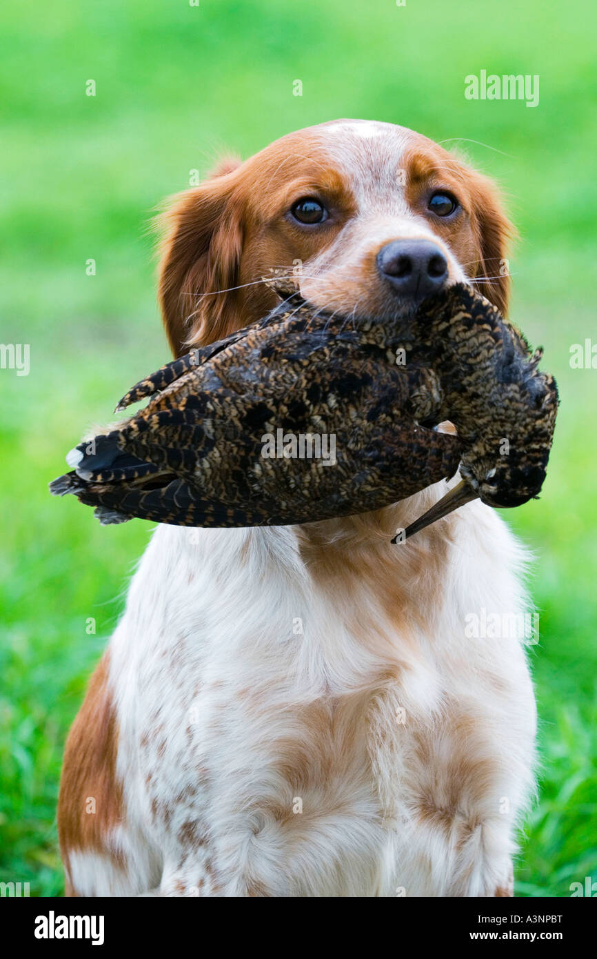 Epagneul Breton Stock Photo - Alamy