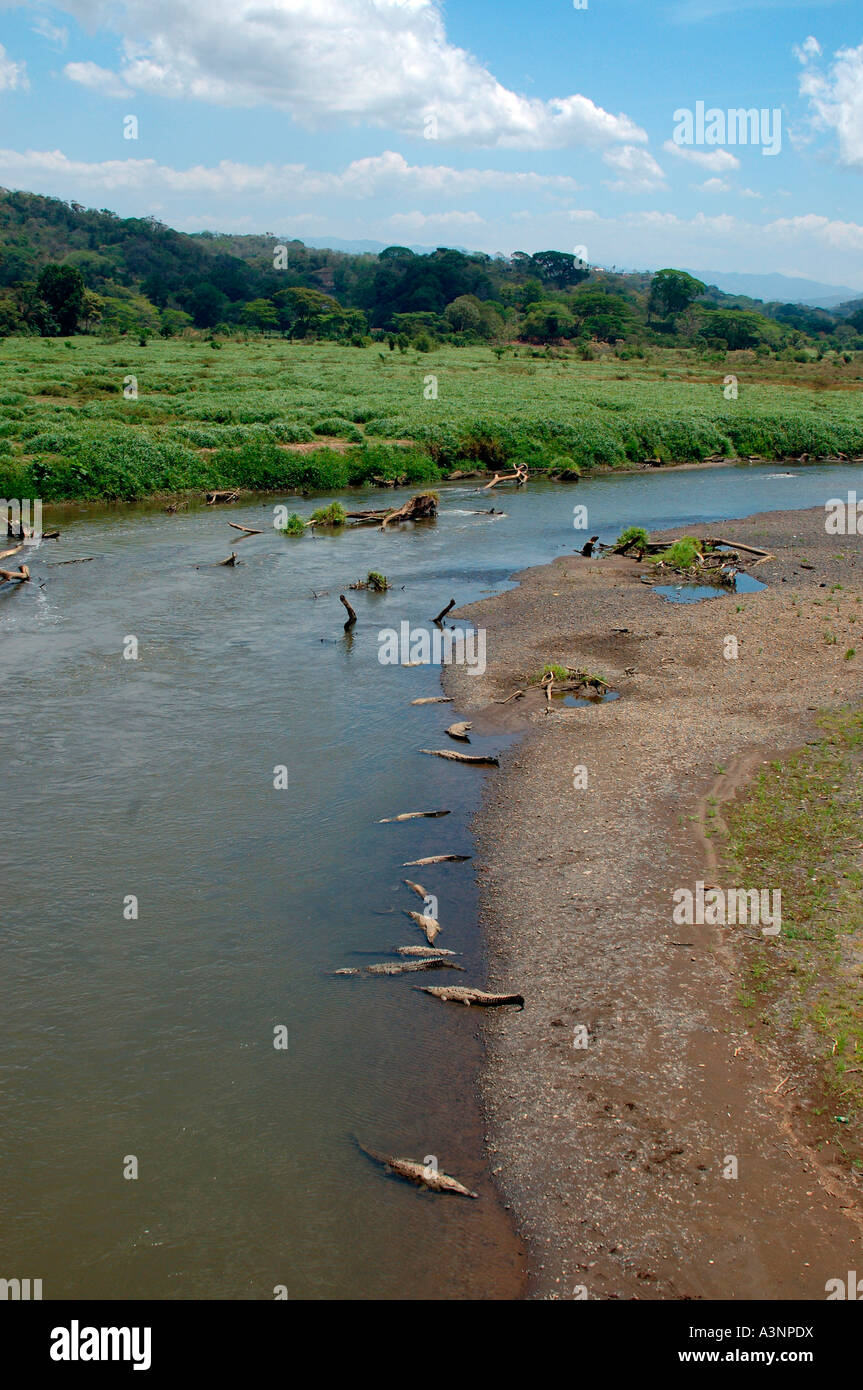 American Crocodile Stock Photo - Alamy