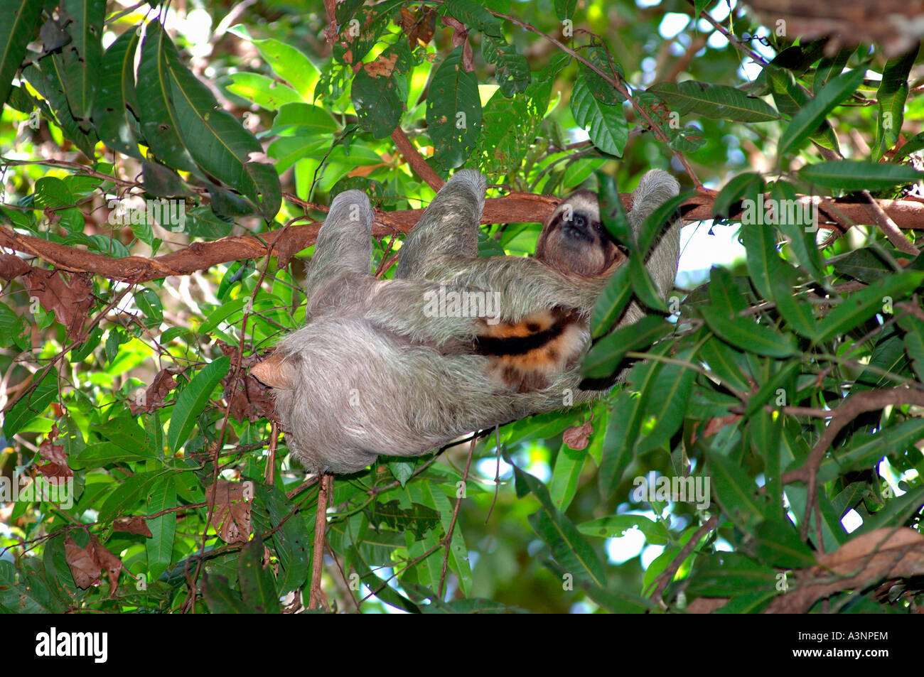 Brown throated three toed sloth hi-res stock photography and images - Alamy