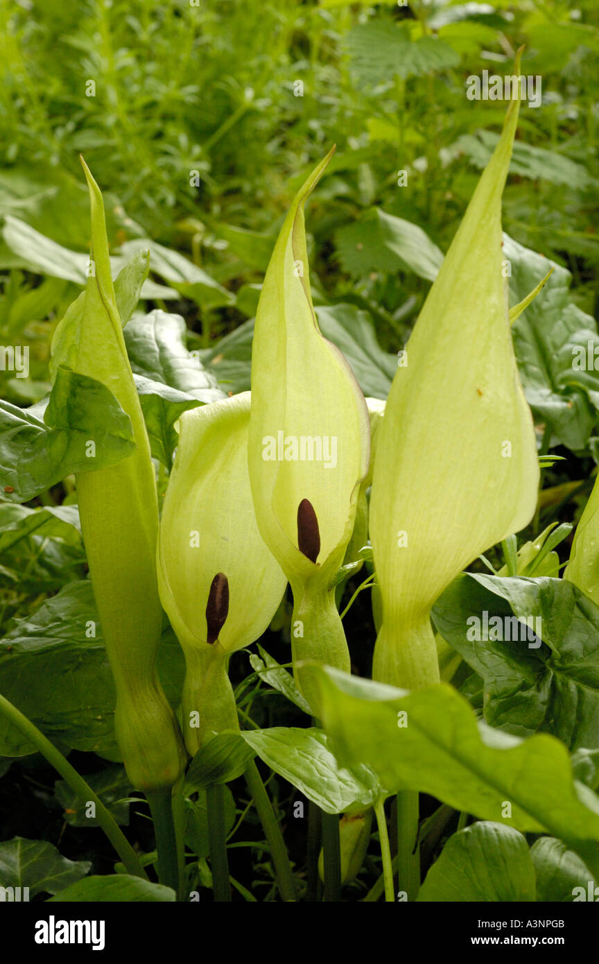 Cuckoo Pint, arum maculatum Stock Photo - Alamy