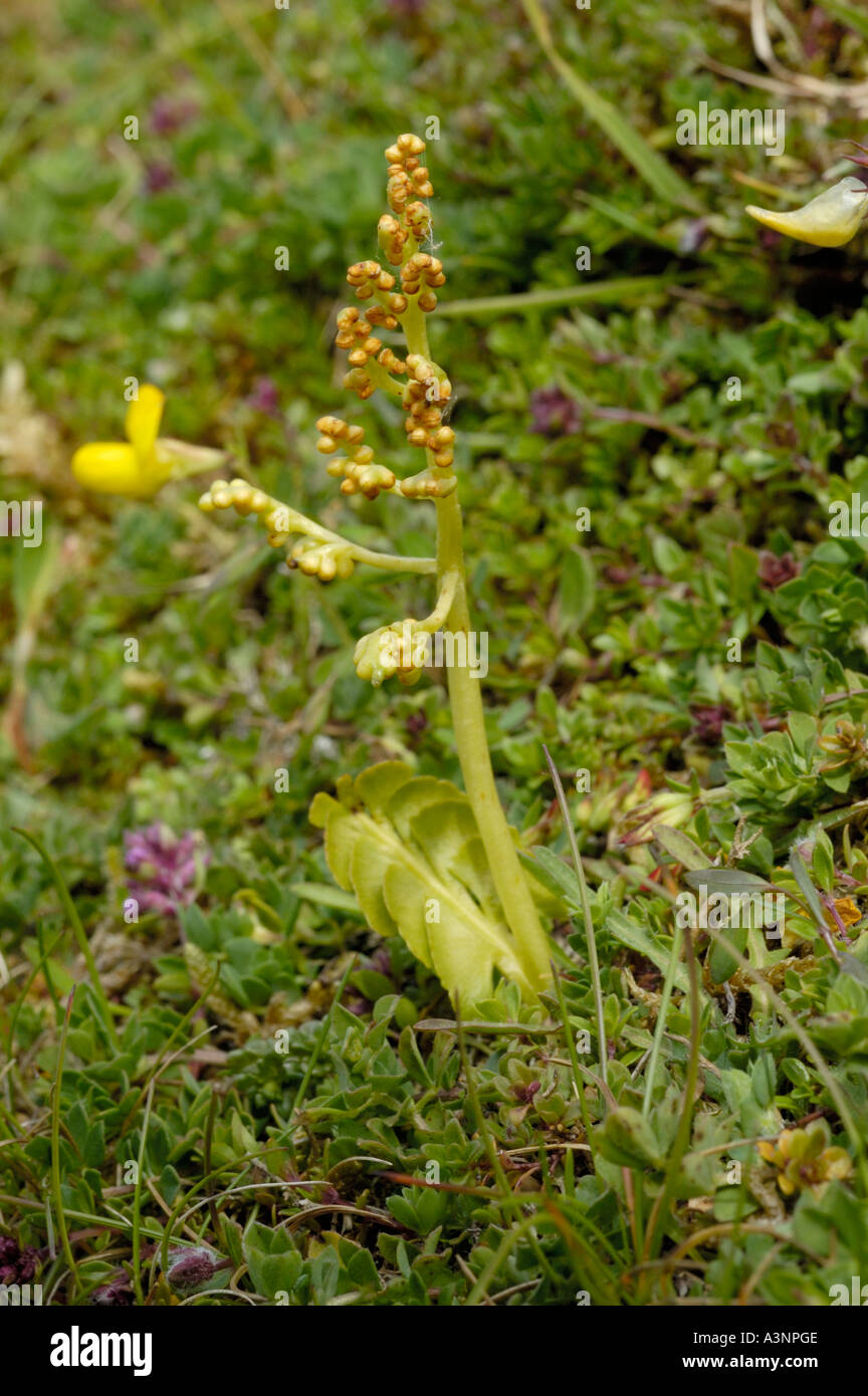 Moonwort fern hi-res stock photography and images - Alamy